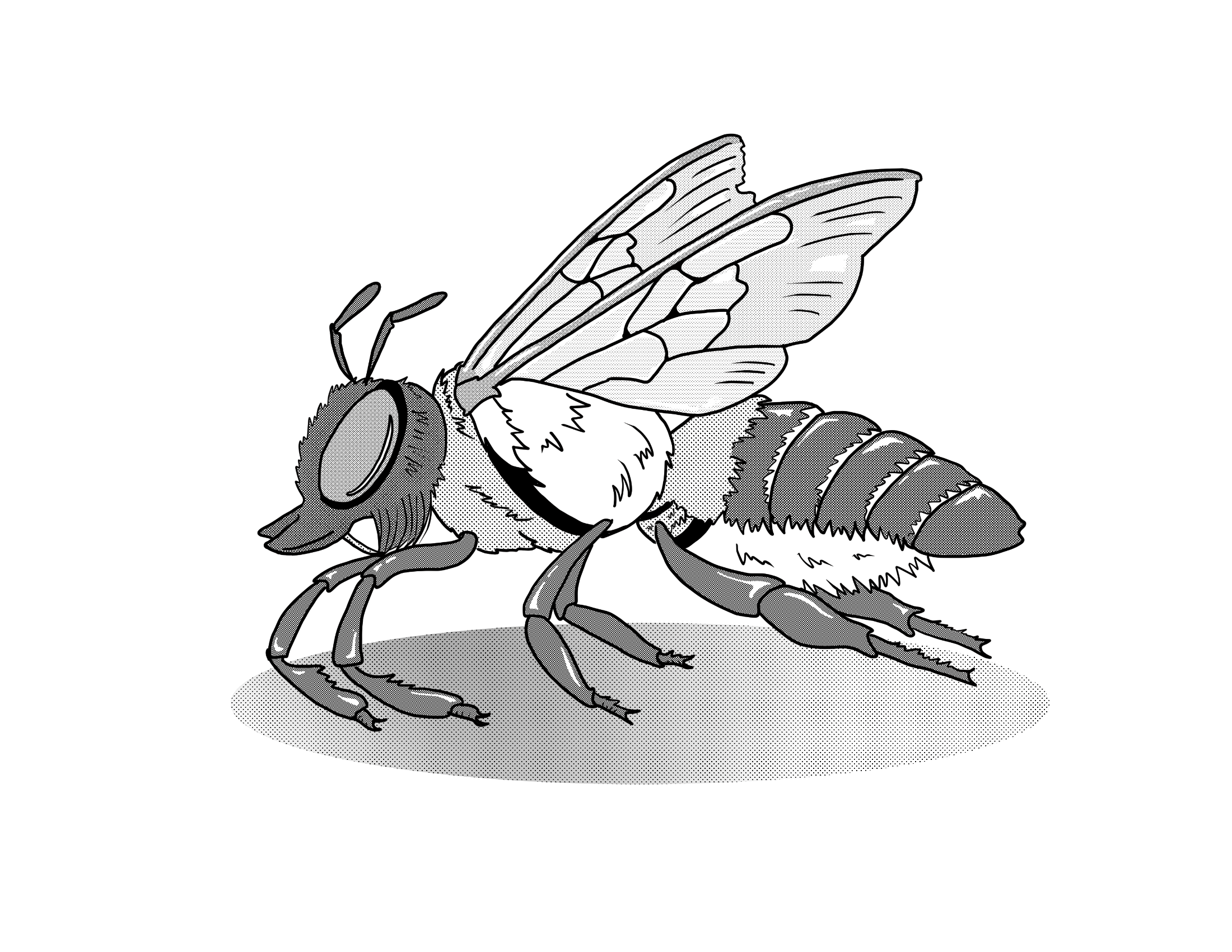 Gregory Snader : Illustration